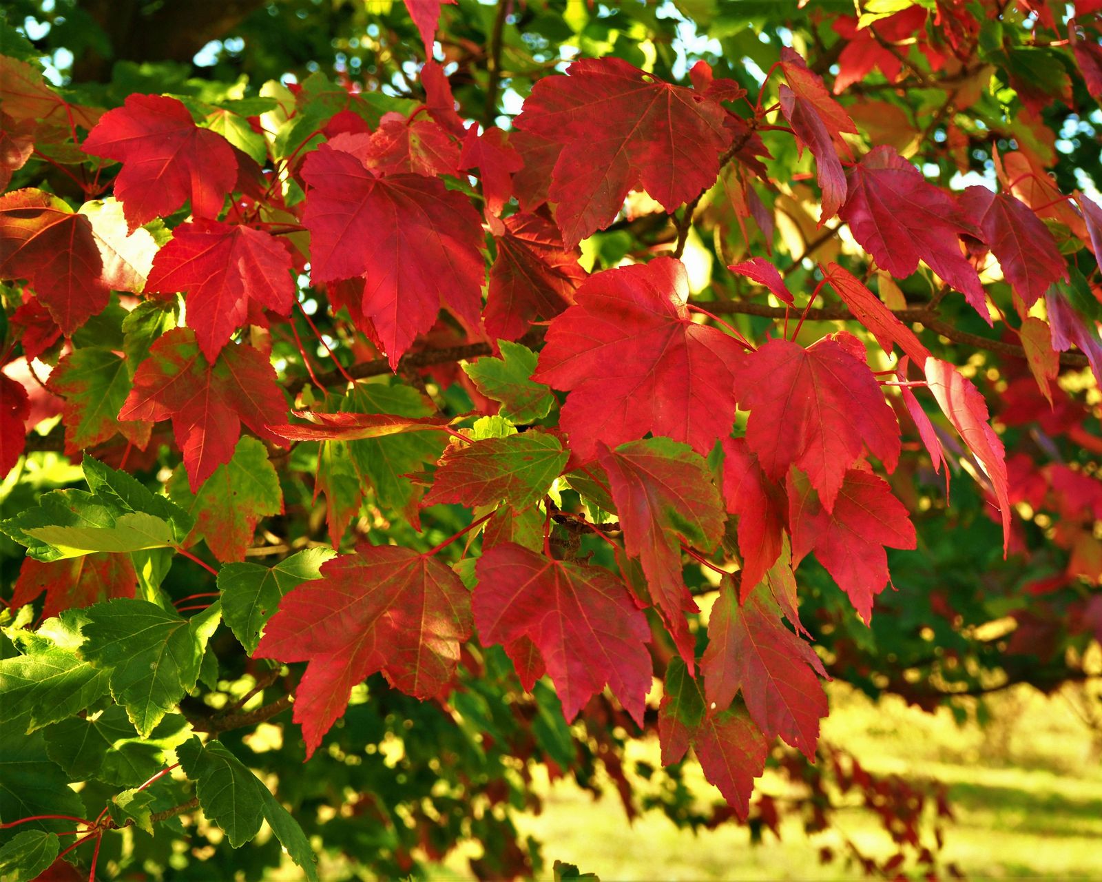 Best trees for fall color: with beautiful foliage | Homes and Gardens