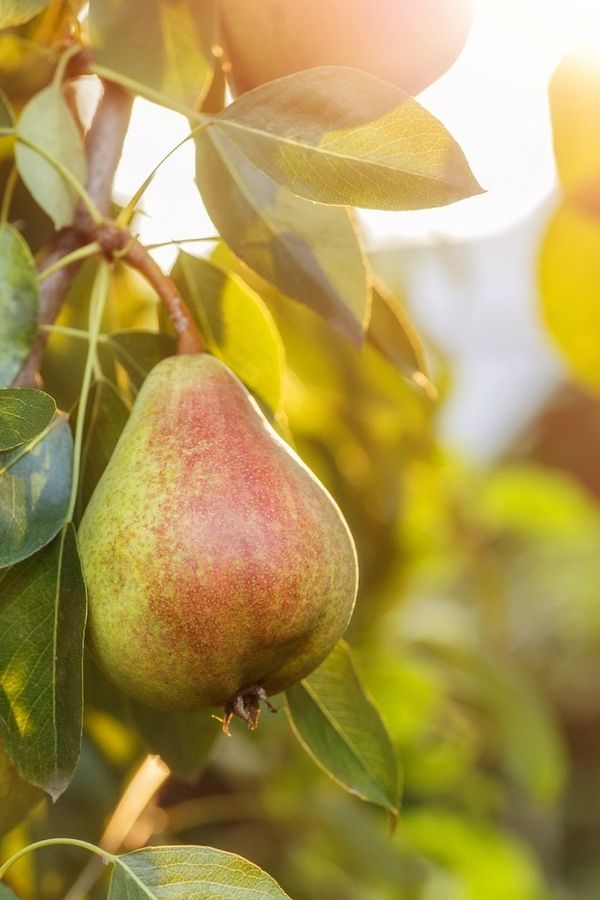 Tips & Information about Pear Trees - Page 3 | Gardening Know How