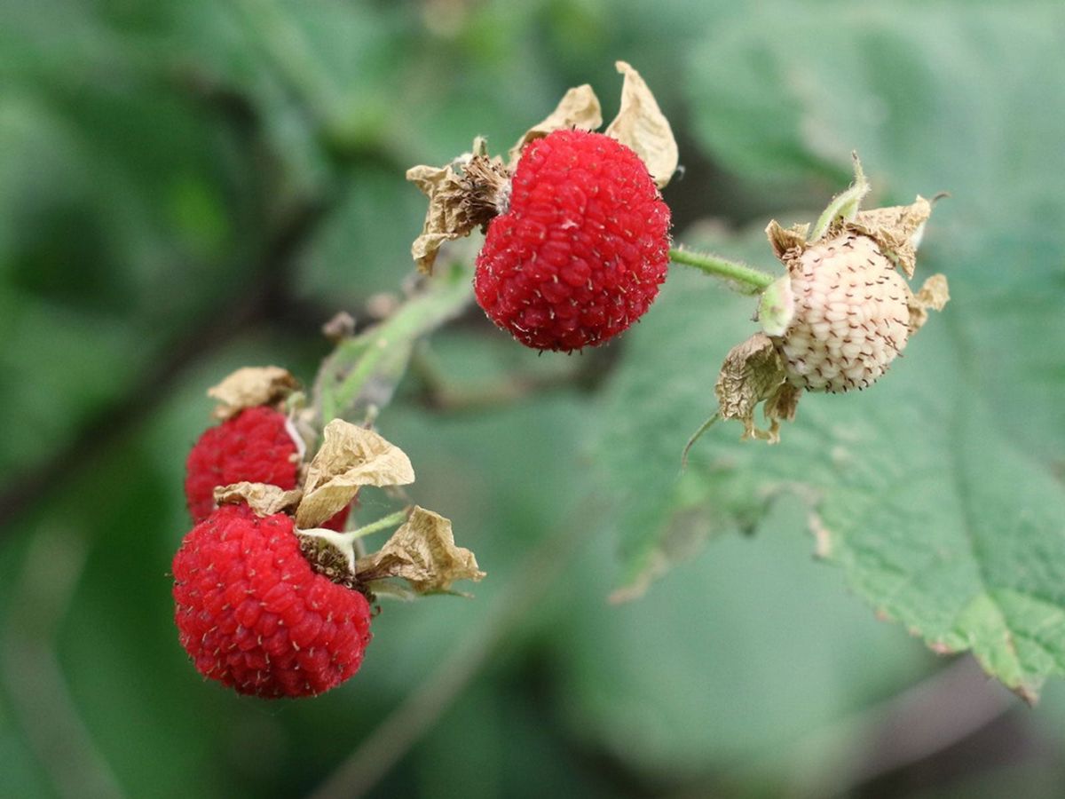 Thimbleberry Facts: Tips For Growing Thimbleberry Plants | Gardening ...