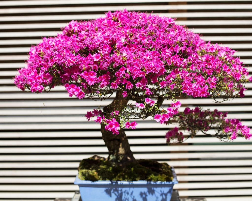 How to Care for Bonsai trees – 6 Expert Tips for Beginners | Livingetc