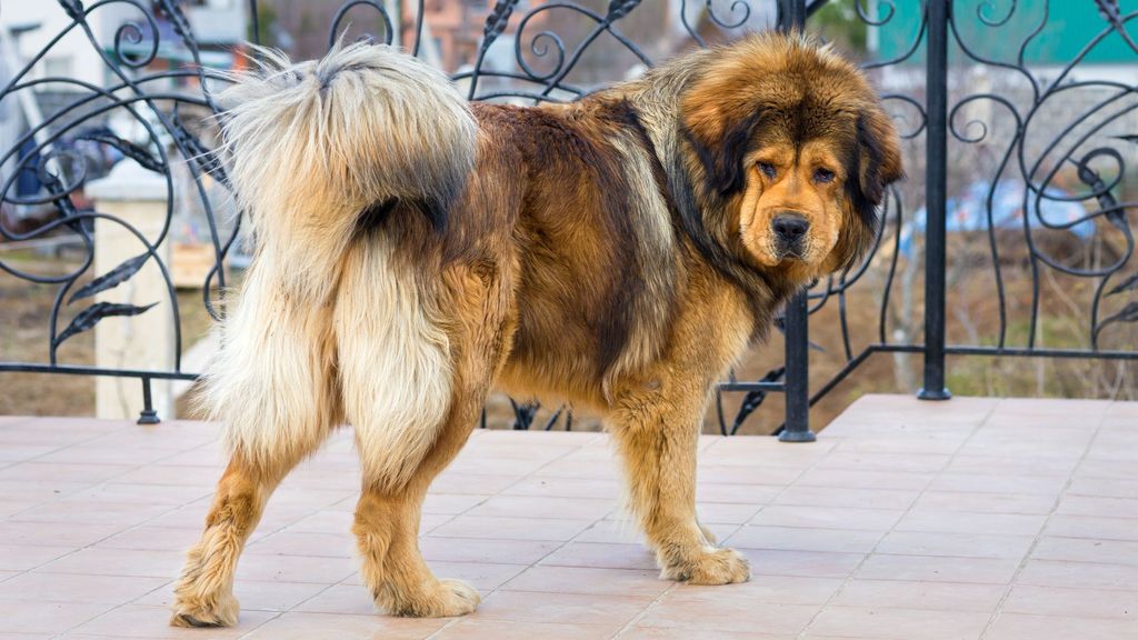 11 different types of Mastiff breeds from across the world | PetsRadar
