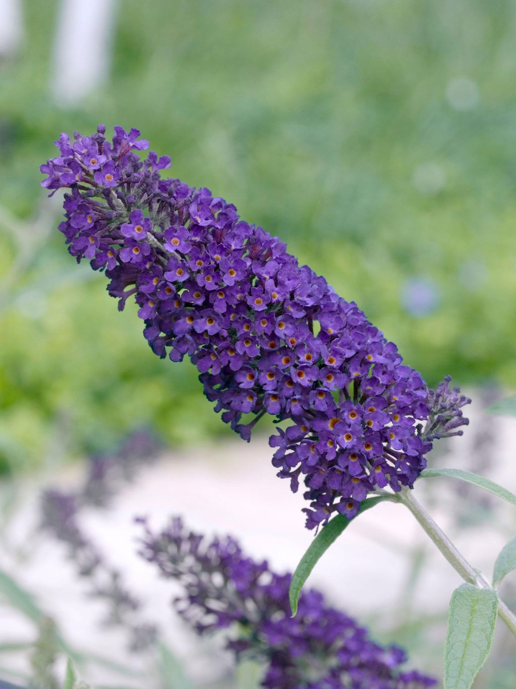 Best drought-tolerant shrubs: 12 hardy choices | Homes and Gardens