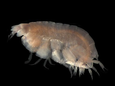 Horror at the Beach: 'Sea Fleas' Dine on Aussie Teen's Legs | Live Science