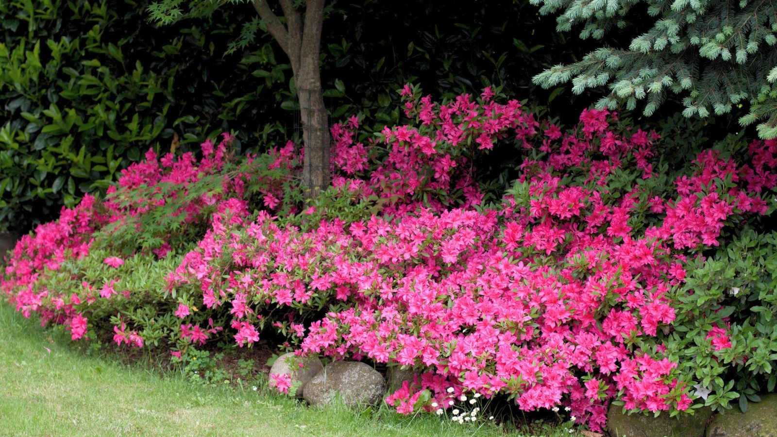 Top 10 Questions About Azalea Bushes | Gardening Know How