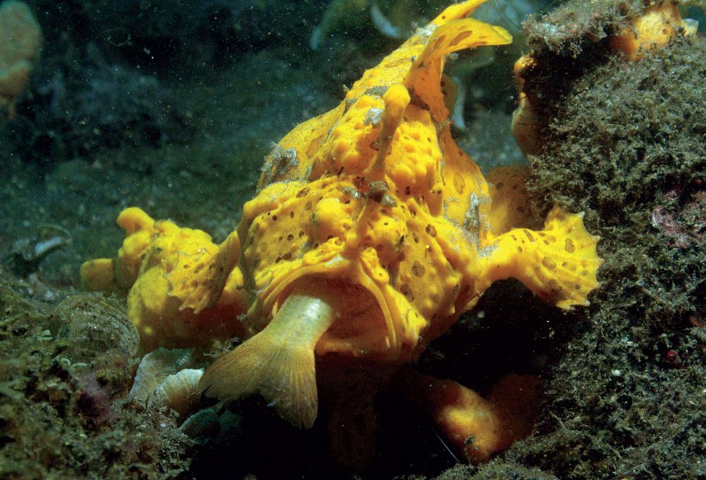 In Photos: The Stunning Sea Life 'Stars' of 'Big Pacific' | Live Science
