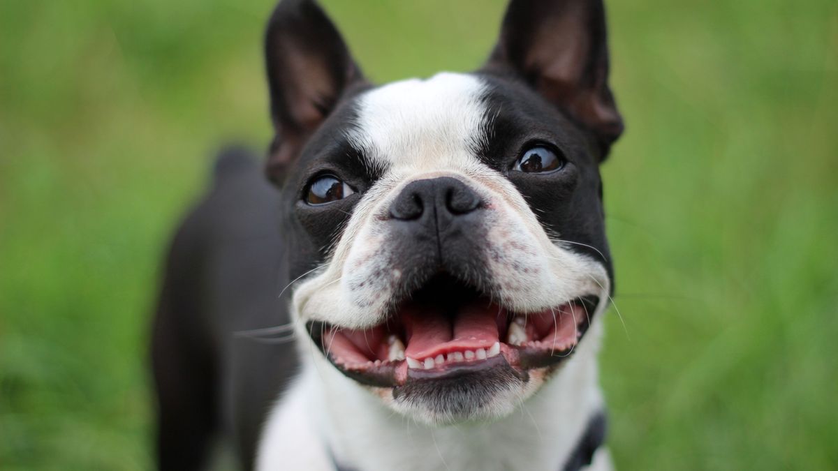 Eight of the best behaved dog breeds | PetsRadar