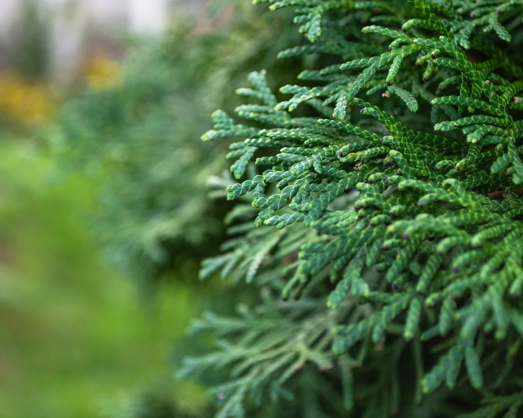 Green giant arborvitae care and growing guide | Gardeningetc
