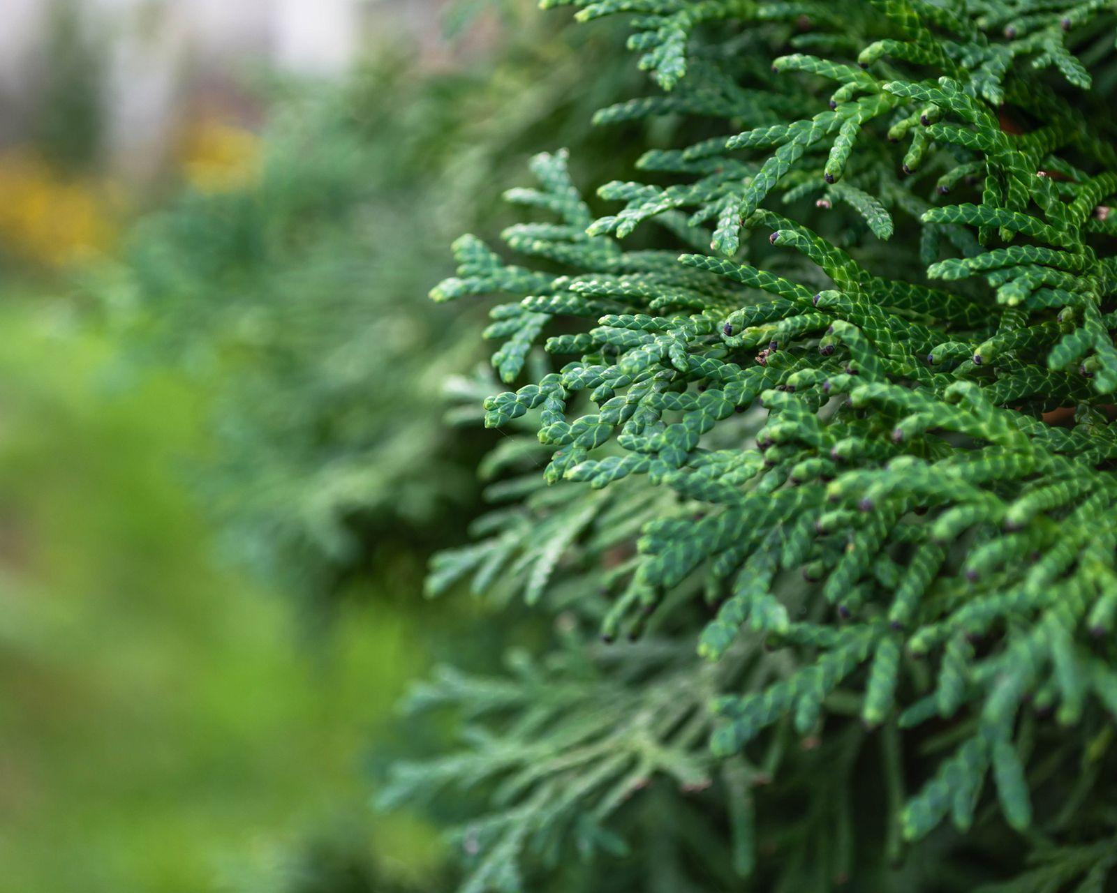 Green giant arborvitae care and growing guide | Gardeningetc