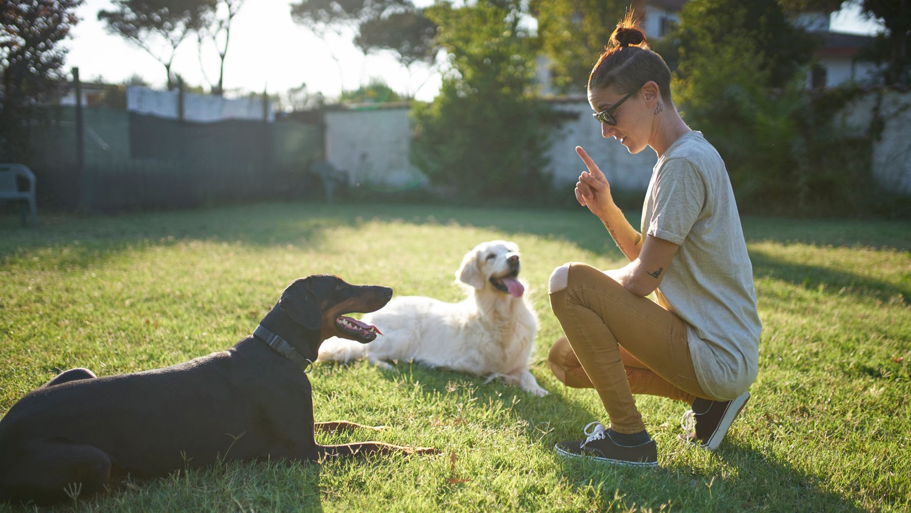 Is your dog losing interest in training? Try this trainer's simple tip ...