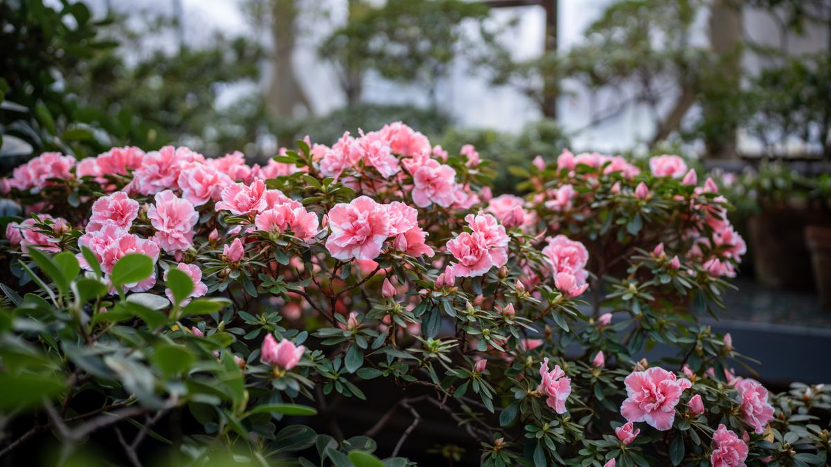 What Is The Size Of An Azalea? Explore Different Varieties | Gardening ...