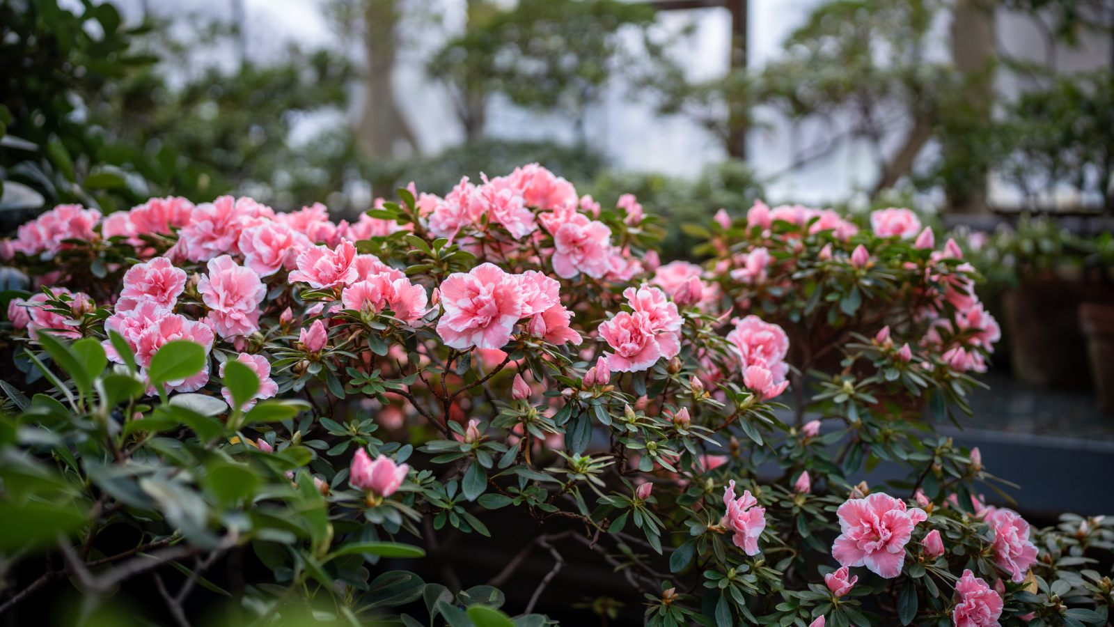 What Is The Size Of An Azalea? Explore Different Varieties | Gardening ...