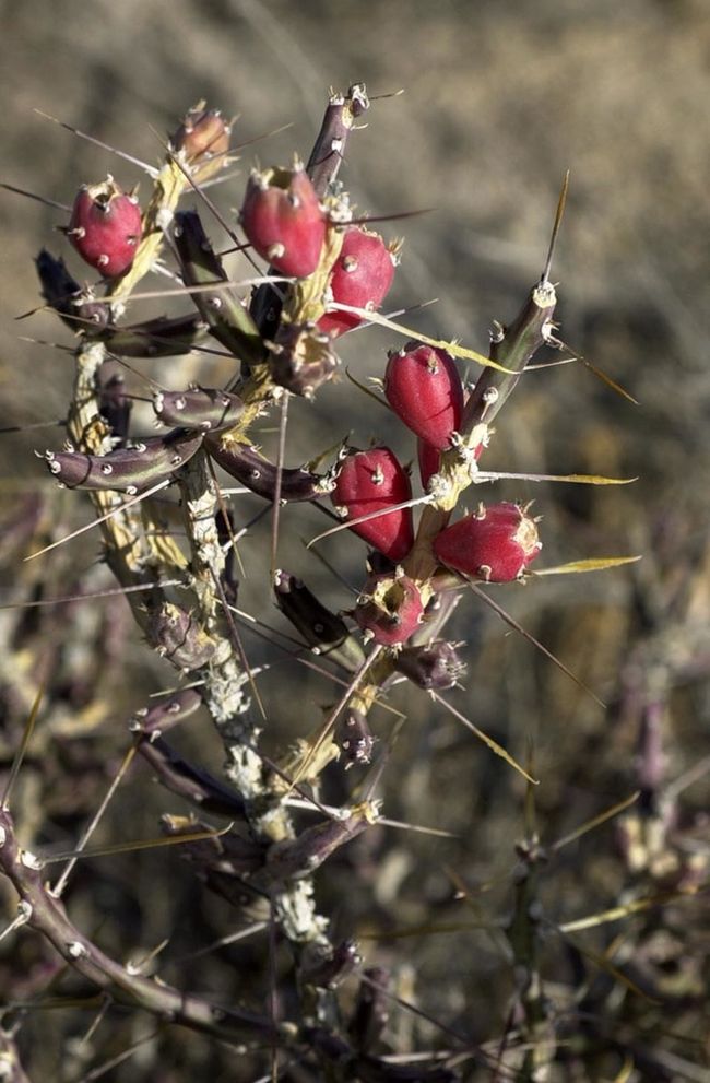 Cholla Photos: See these Amazing Desert Cacti | Live Science