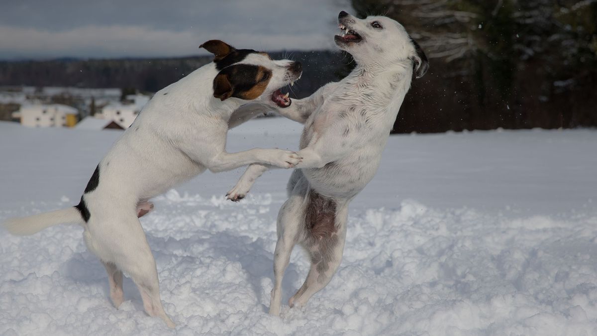 5 mistakes I made with my reactive dog that you'll want to avoid ...