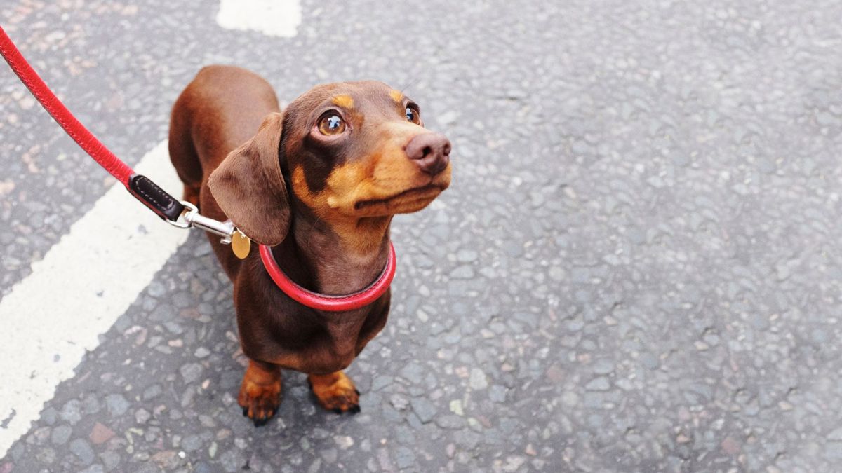 32 easy ways to teach your dog new tricks | PetsRadar