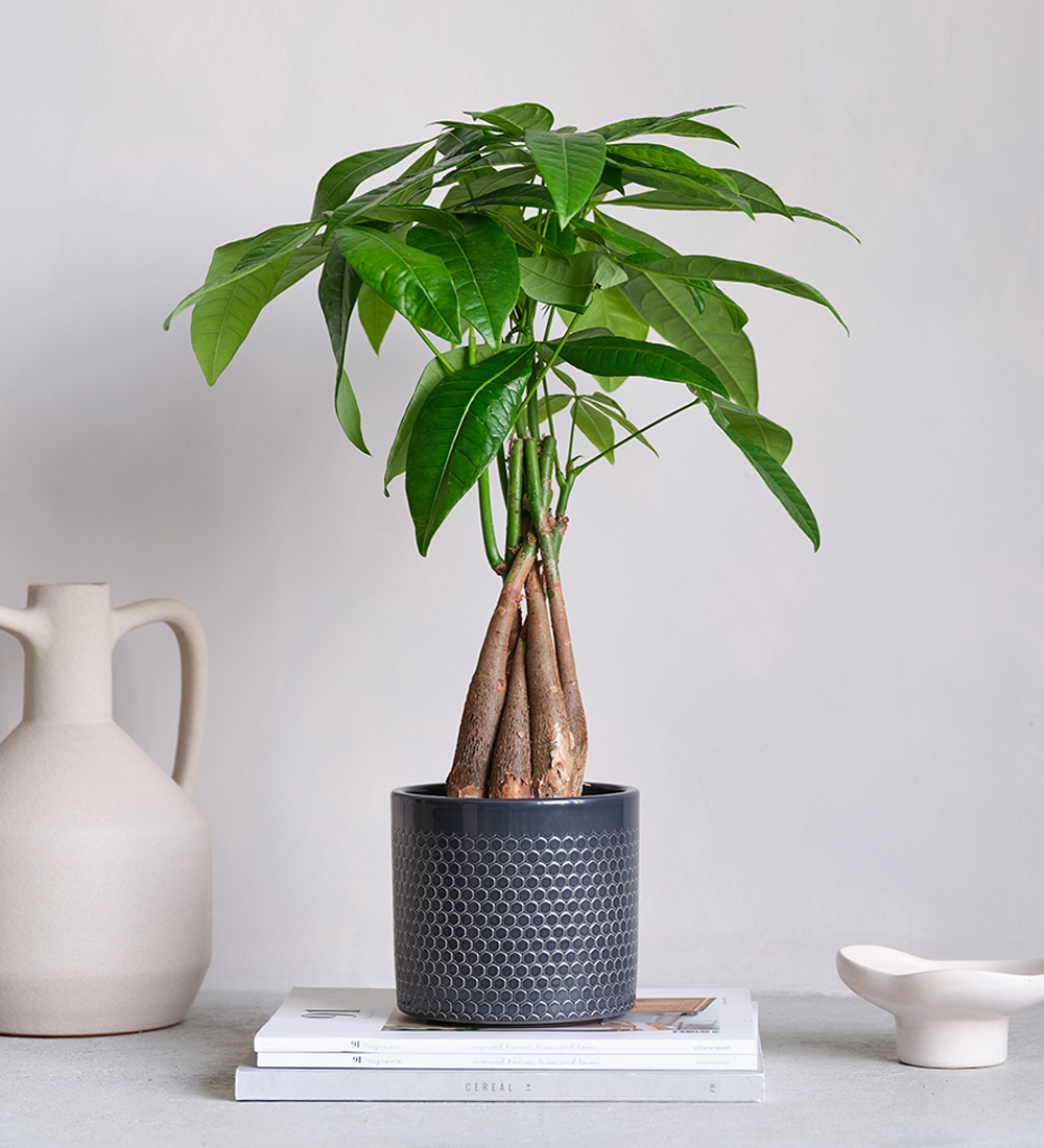 Houseplants for Zodiac Signs — 12 Expert-Approved Plants | Livingetc
