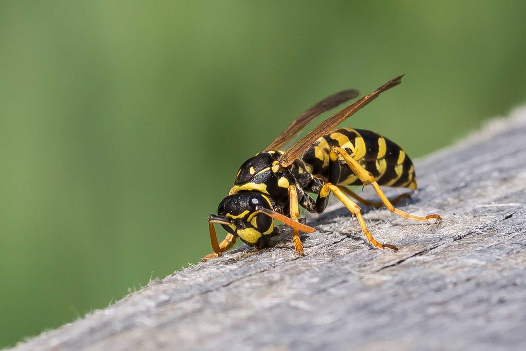 How to get rid of wasps: top tips to deter these pests from your home ...