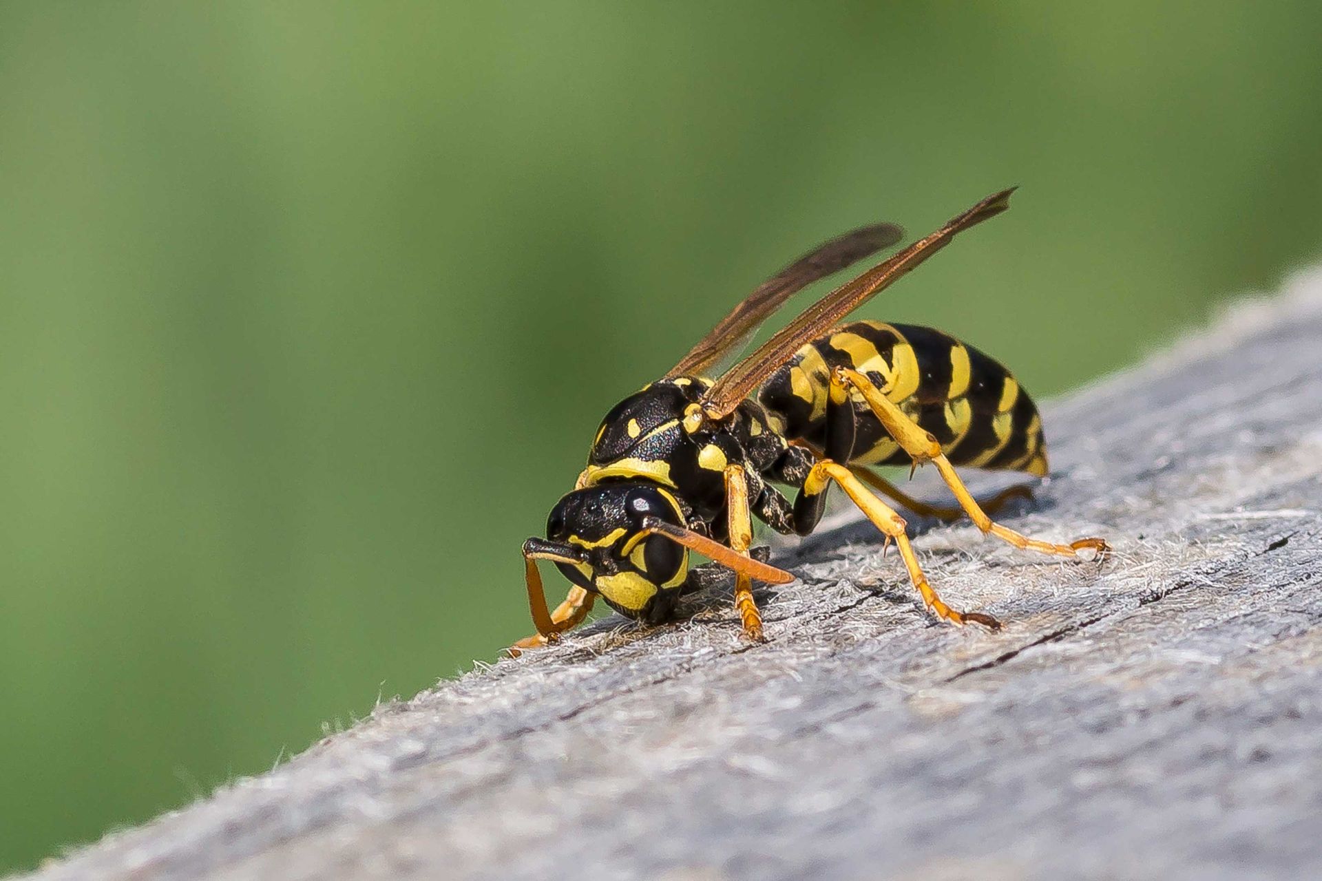 How to get rid of wasps: top tips to deter these pests from your home ...