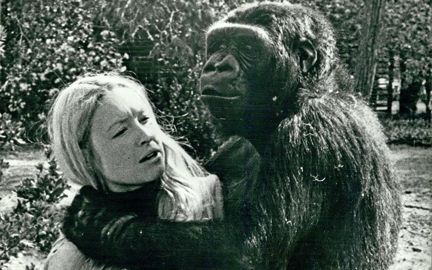 Koko, the Gorilla Who Used Sign Language, Is Dead at 46 | Live Science