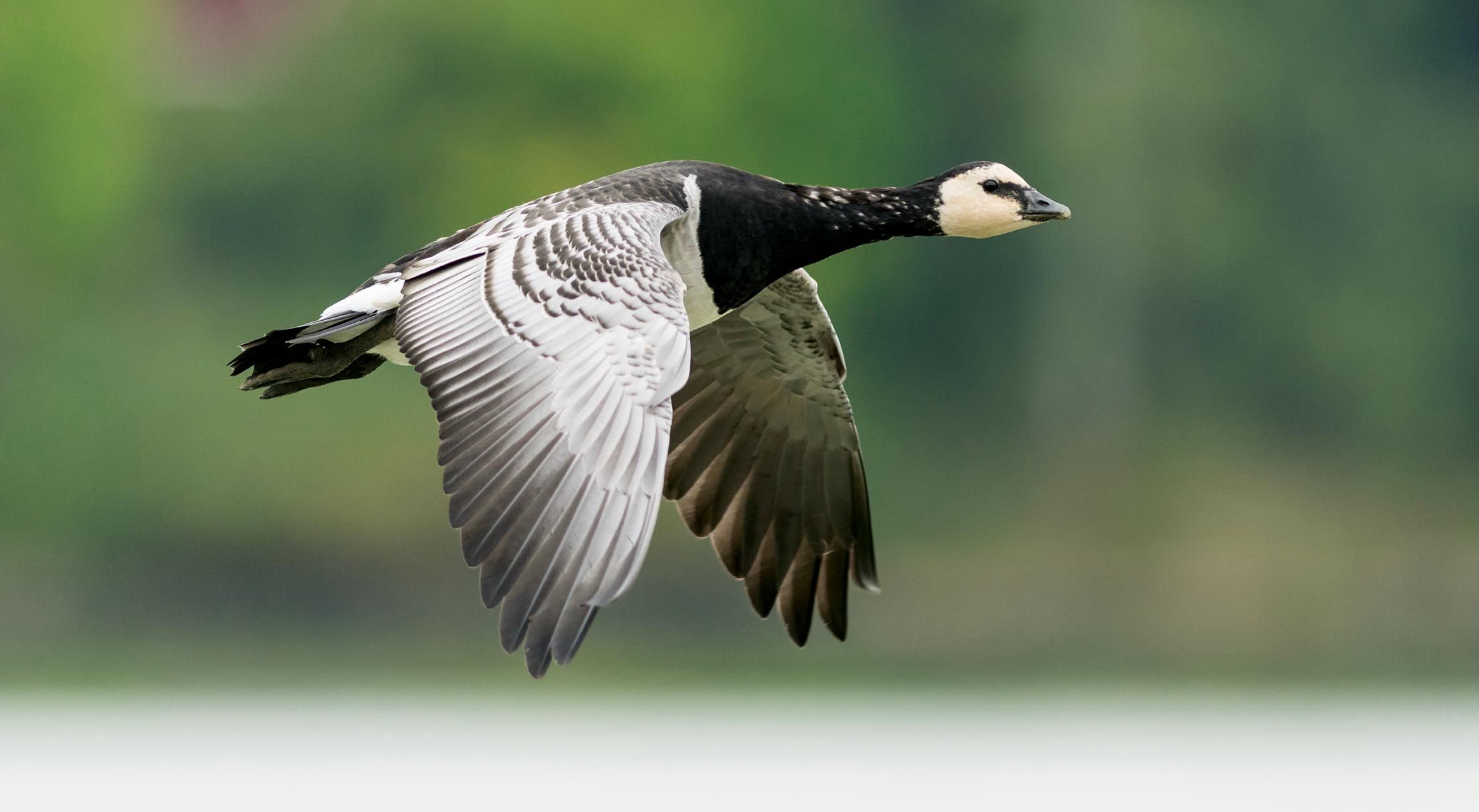 Barnacle Geese: The curious tale of the bird which people believed grew ...