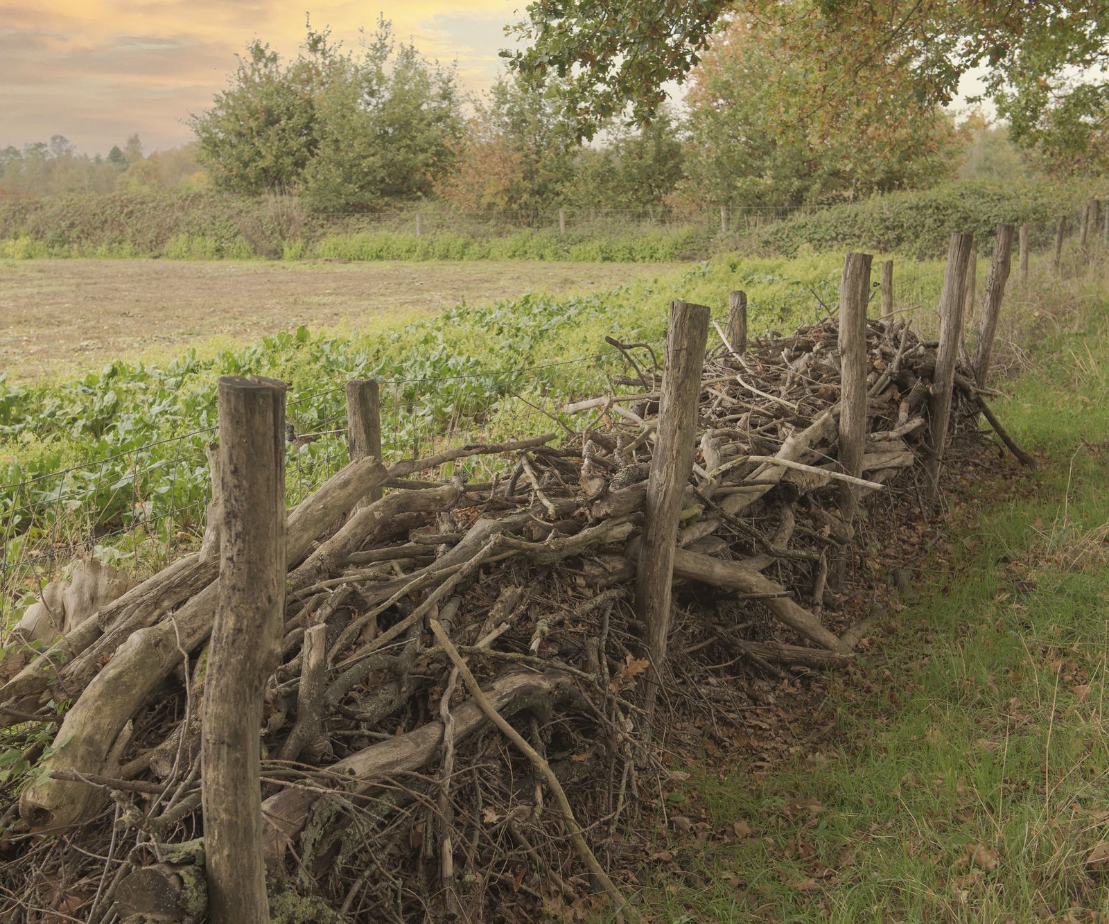 DIY Dead Hedge: Turn Debris Into An Easy, Eco-Friendly Fence ...