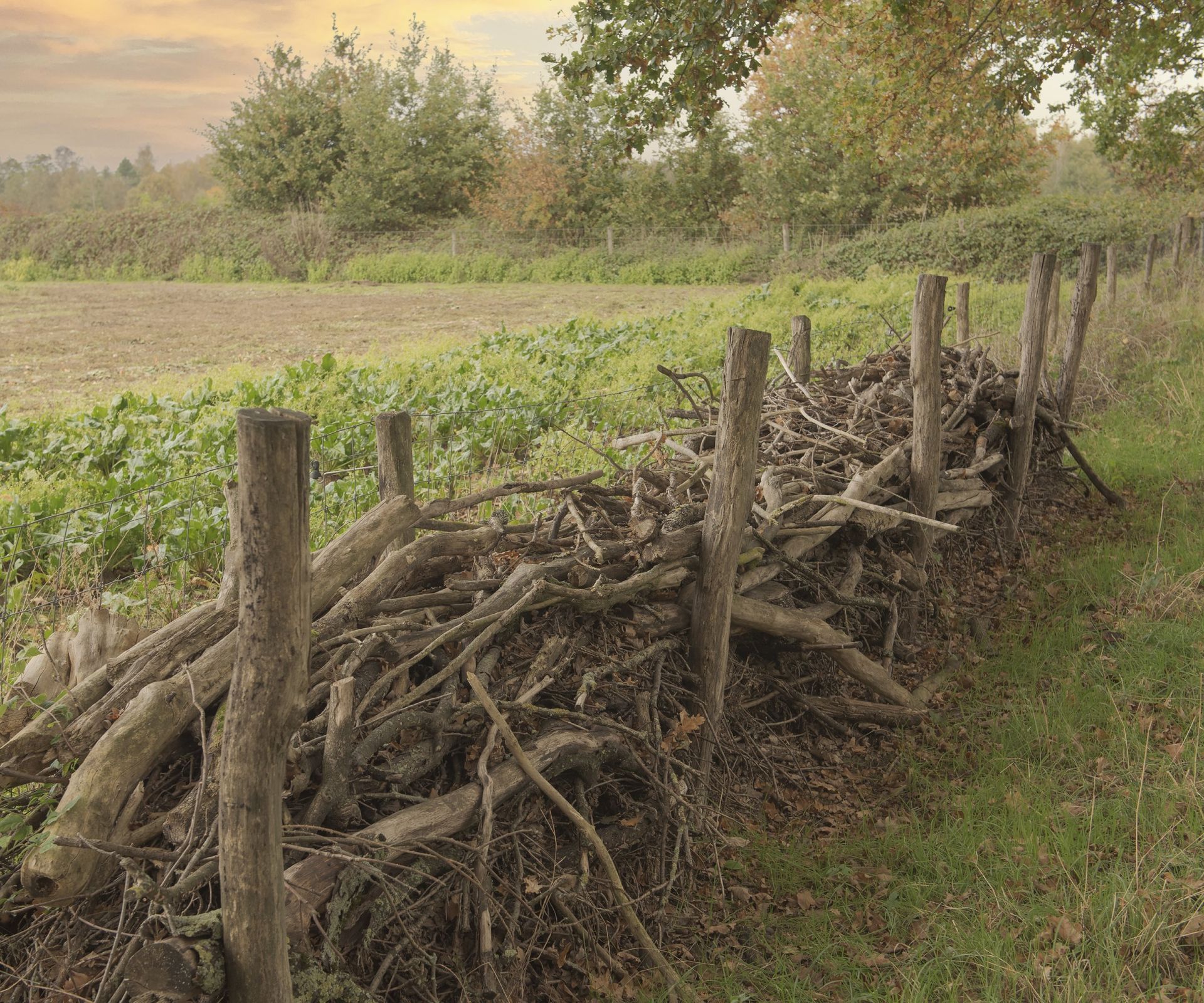 DIY Dead Hedge: Turn Debris Into An Easy, Eco-Friendly Fence ...