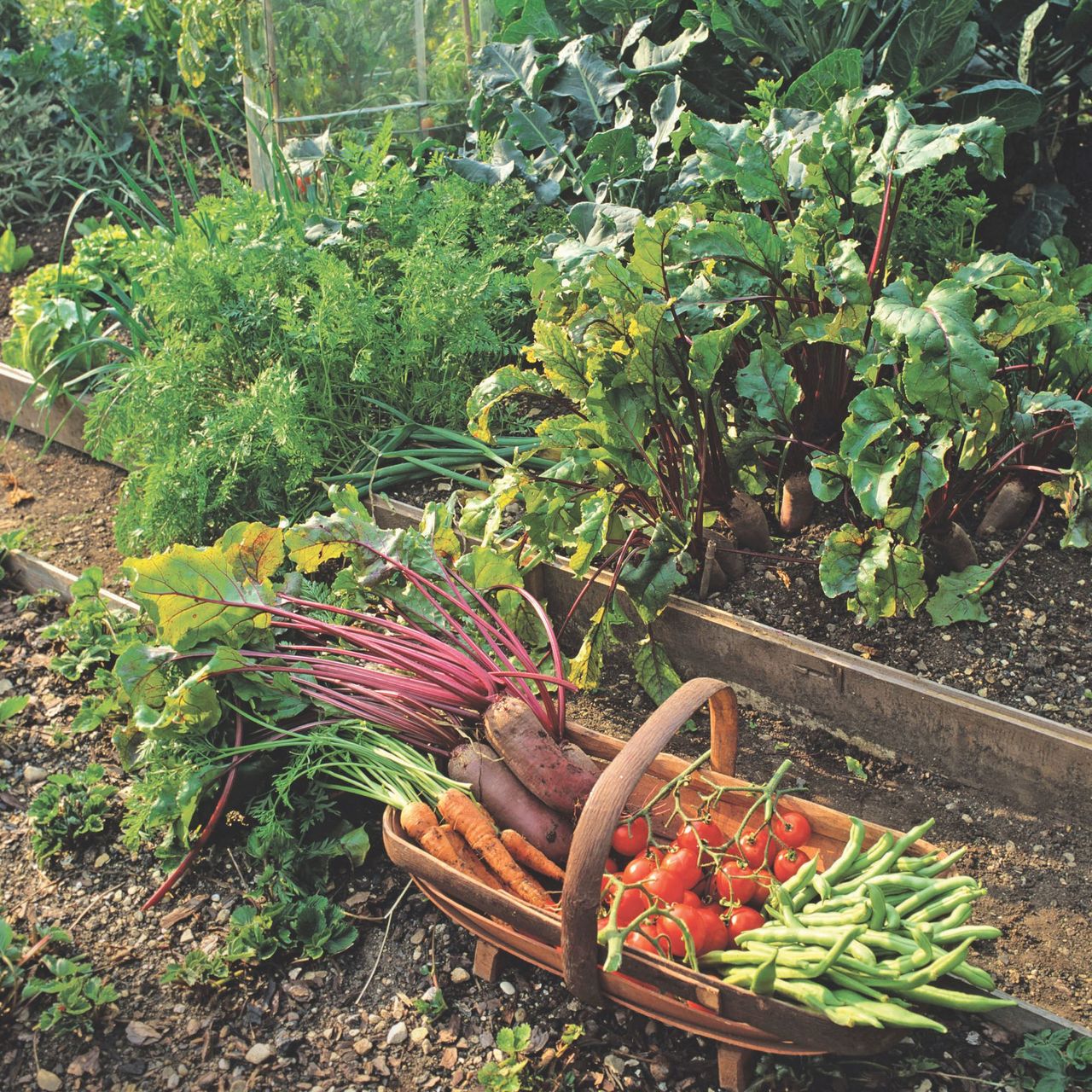 What is crop rotation? The expert gardener's secret | Ideal Home