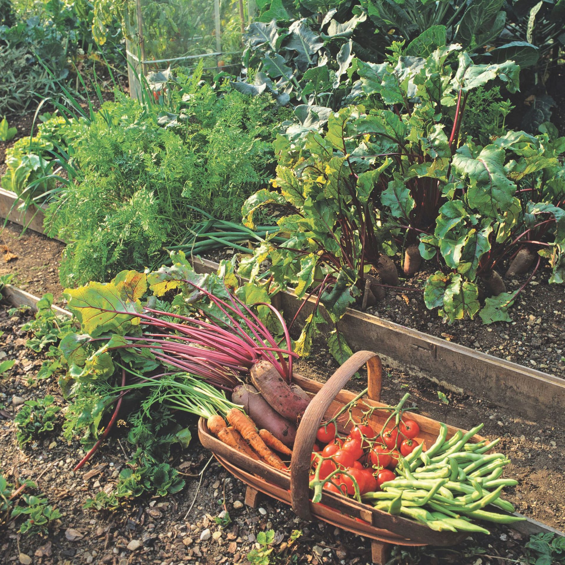 What is crop rotation? The expert gardener's secret | Ideal Home