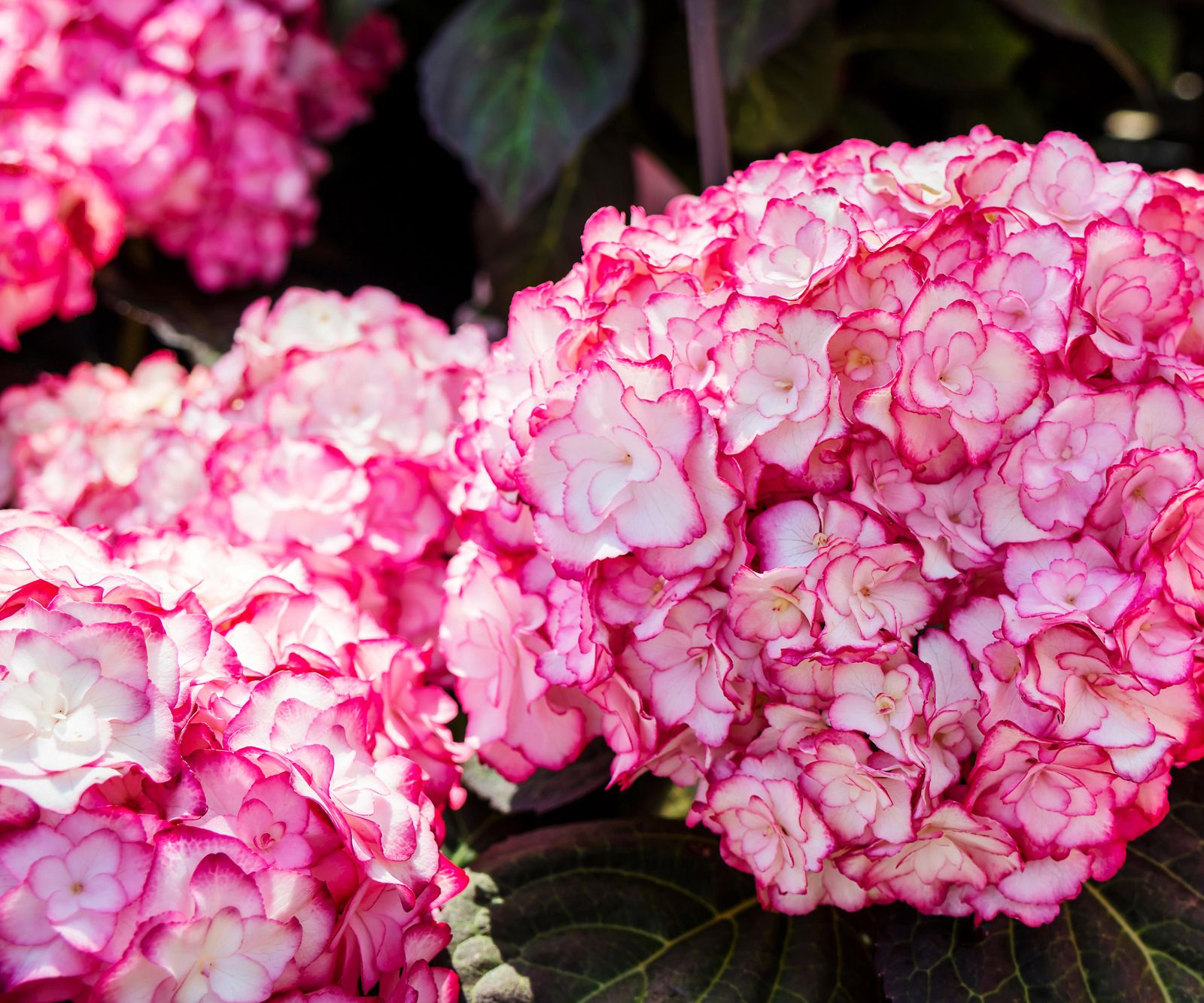 Best hydrangea varieties: 15 great flowering shrubs to try | Homes and ...