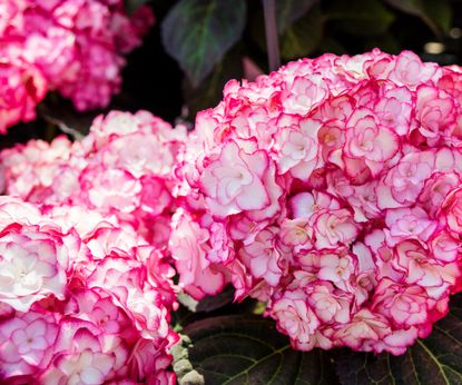 Best hydrangea varieties: 15 great flowering shrubs to try | Homes and ...