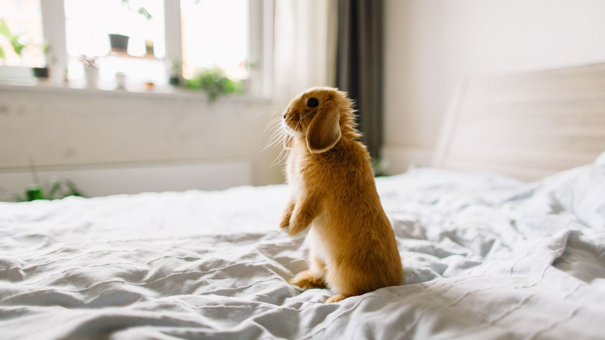 What your rabbit's body language is trying to tell you | PetsRadar