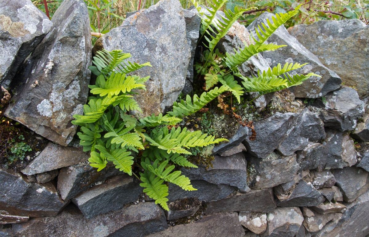 What Is A Deer Fern – Tips For Growing Deer Ferns In The Garden ...