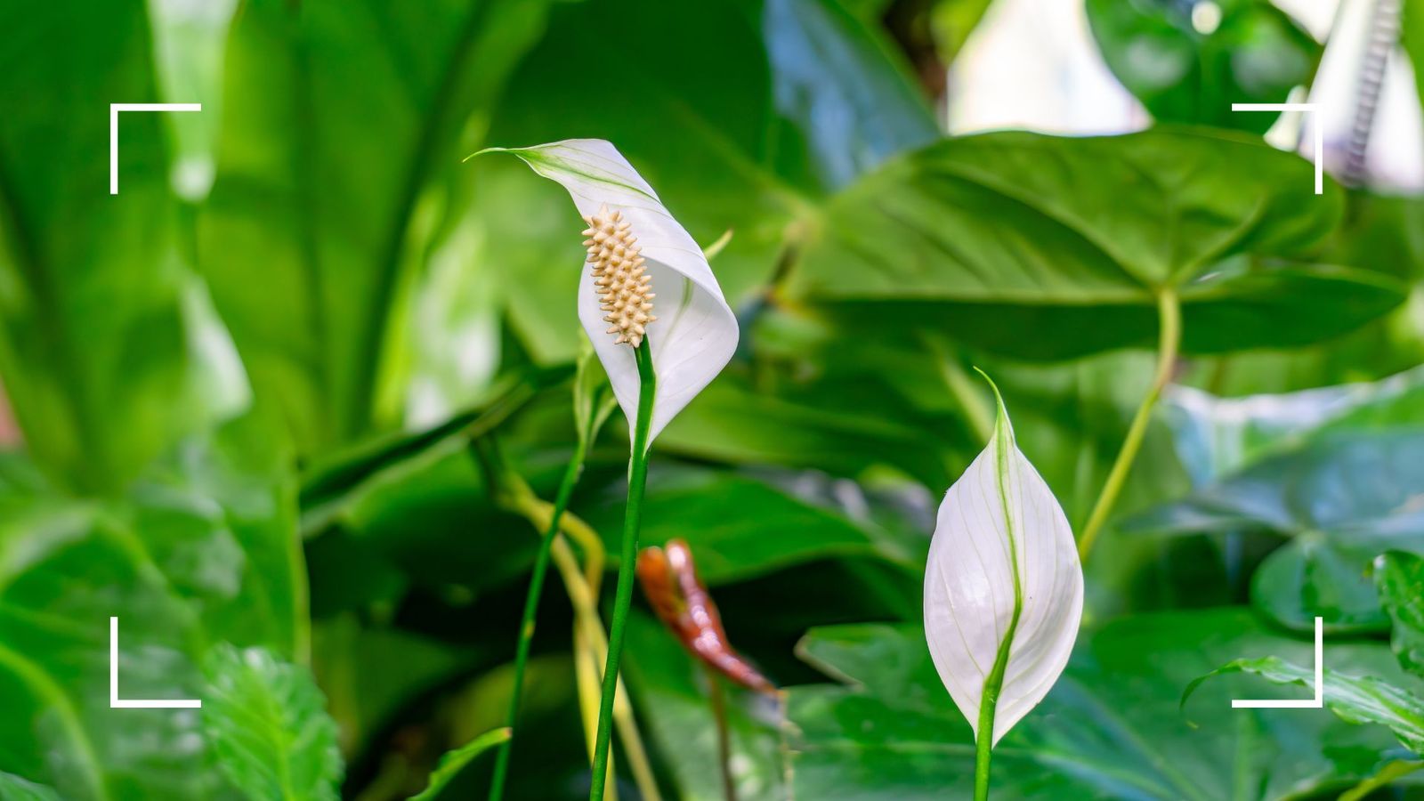 How to care for a peace lily indoors – an expert guide | Woman & Home