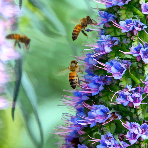 My Noisy Garden Is Good For My Health | Gardening Know How