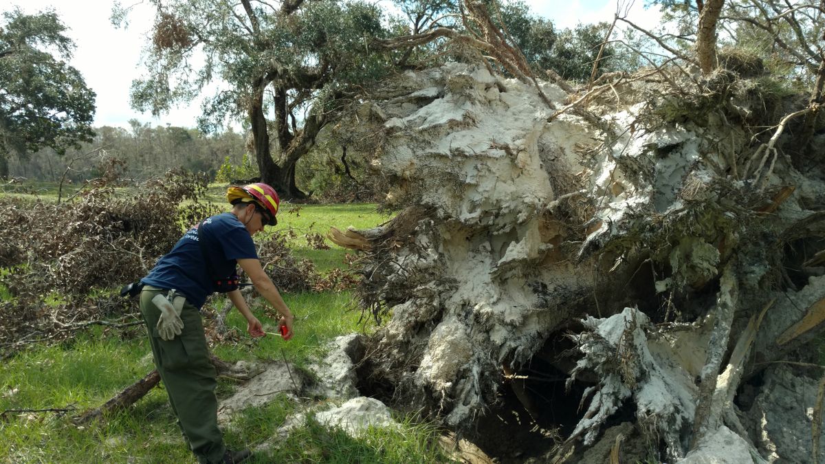 Photos: Hurricane Michael Toppled Over Trees and Uprooted 19th Century ...
