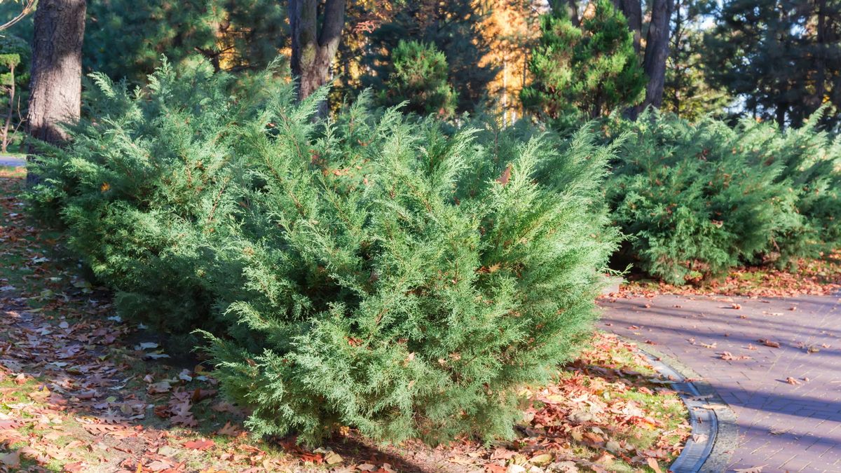 When and how to prune junipers for healthy bushes | Homes and Gardens