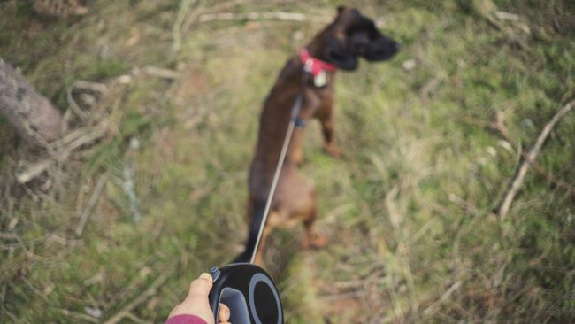 Types of dog leashes: which is right for you and your dog? | PetsRadar