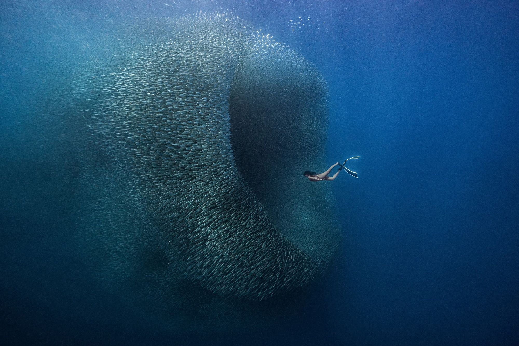 “I saw my girlfriend diving towards them…” Freediver’s awe-inspiring ...
