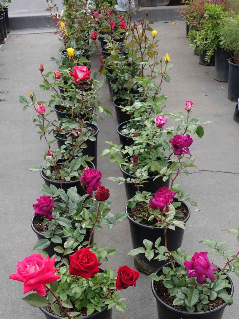 Advice On What To Look For When You Buy Rose Bushes | Gardening Know How