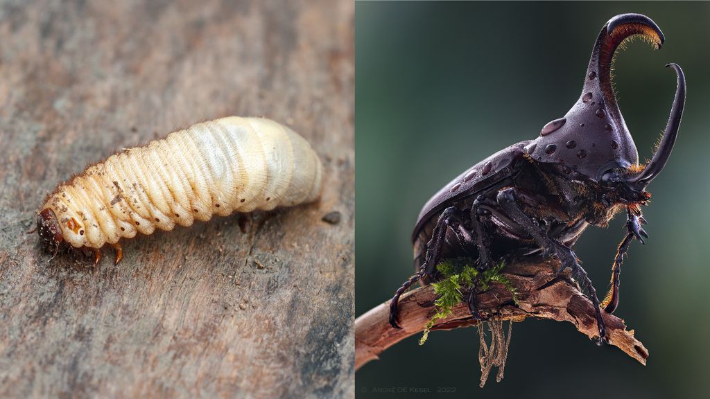 How did metamorphosis evolve? | Live Science