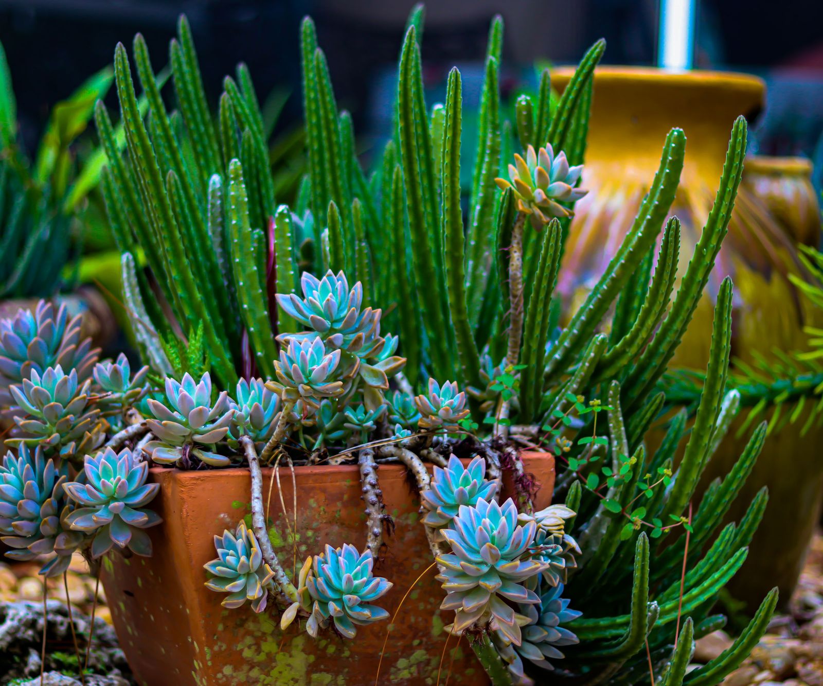 Landscaping with succulents and cacti: 8 stylish methods | Homes and ...