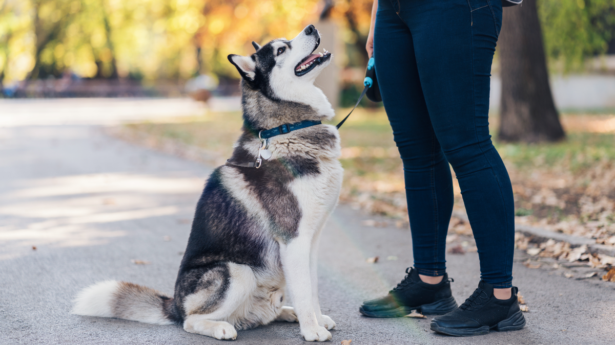Dog walking etiquette: 6 tips for stress-free strolls | PetsRadar