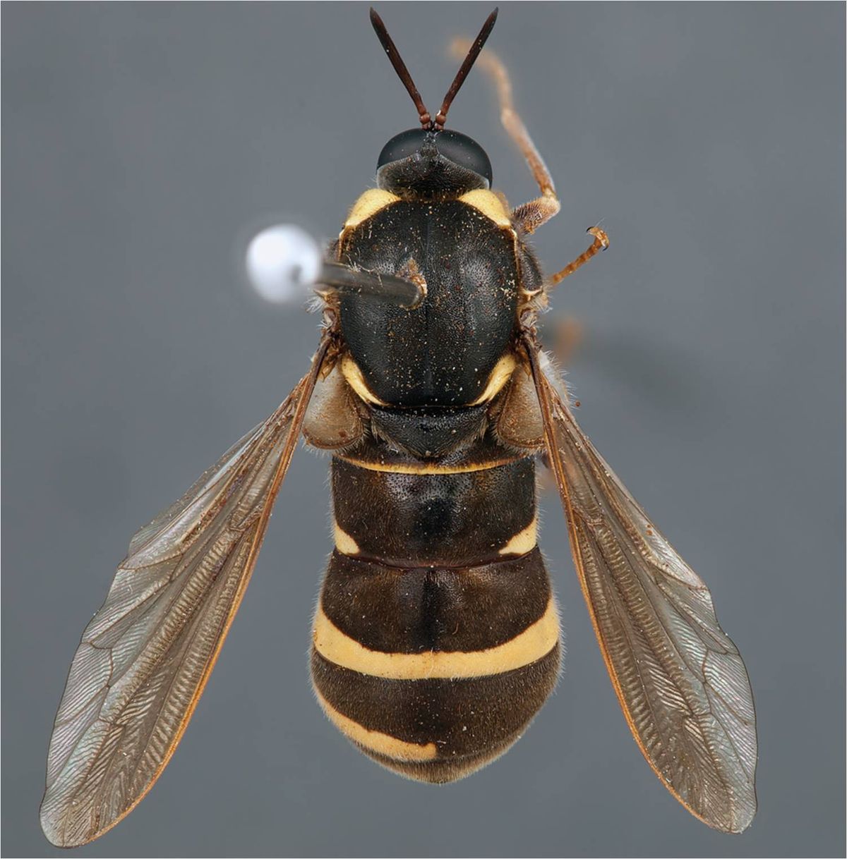 Images of Spider Flies | Parasitic Insects | Spider Parasites | Live ...