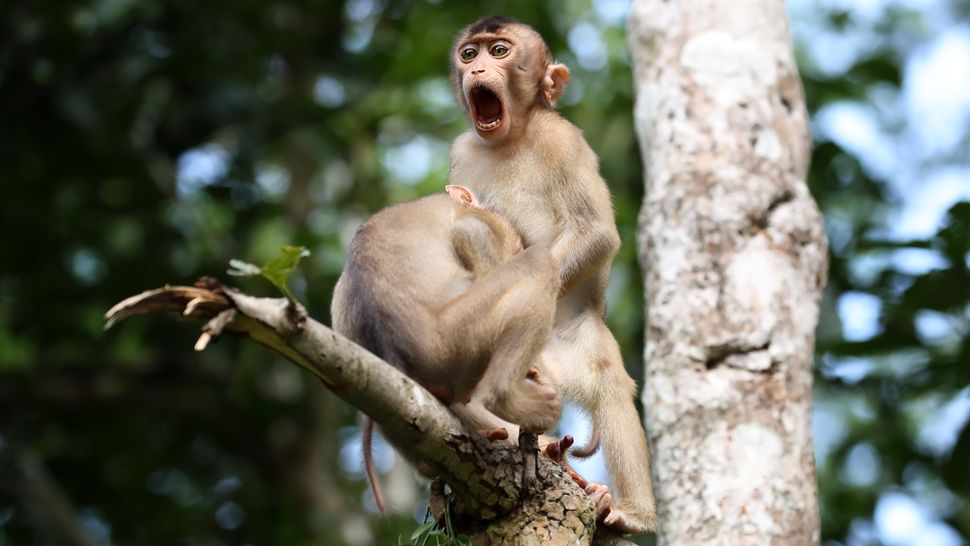 Turtle with attitude problem wins Comedy Wildlife Photography Awards ...