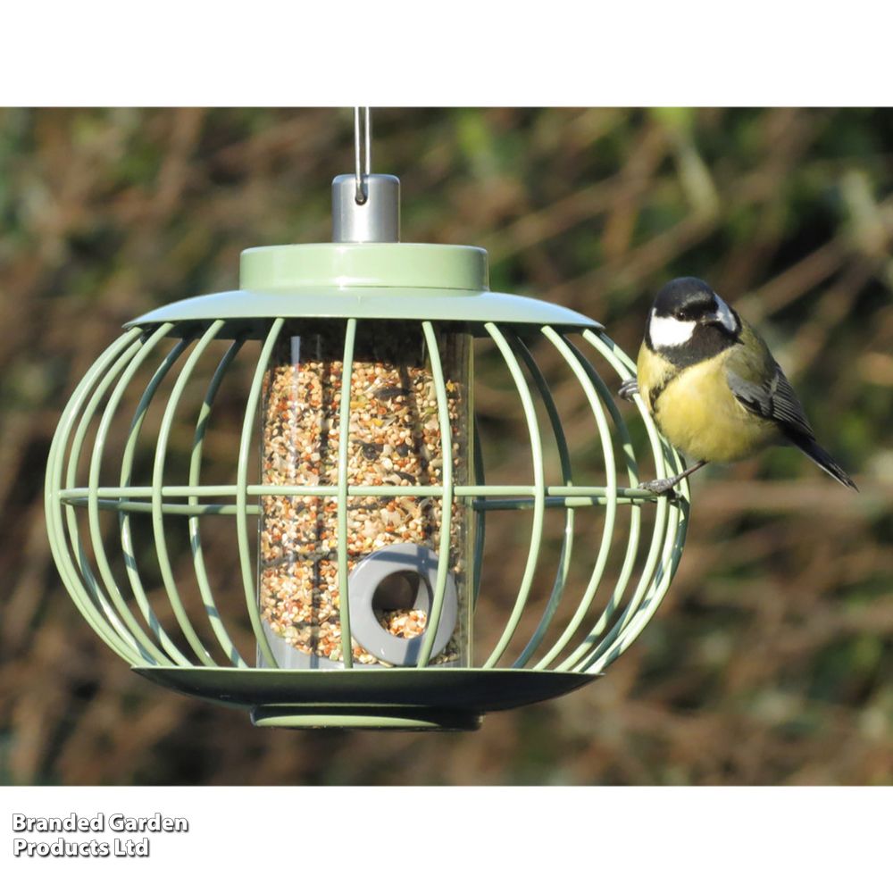 How to attract birds that eat slugs to your garden | Ideal Home