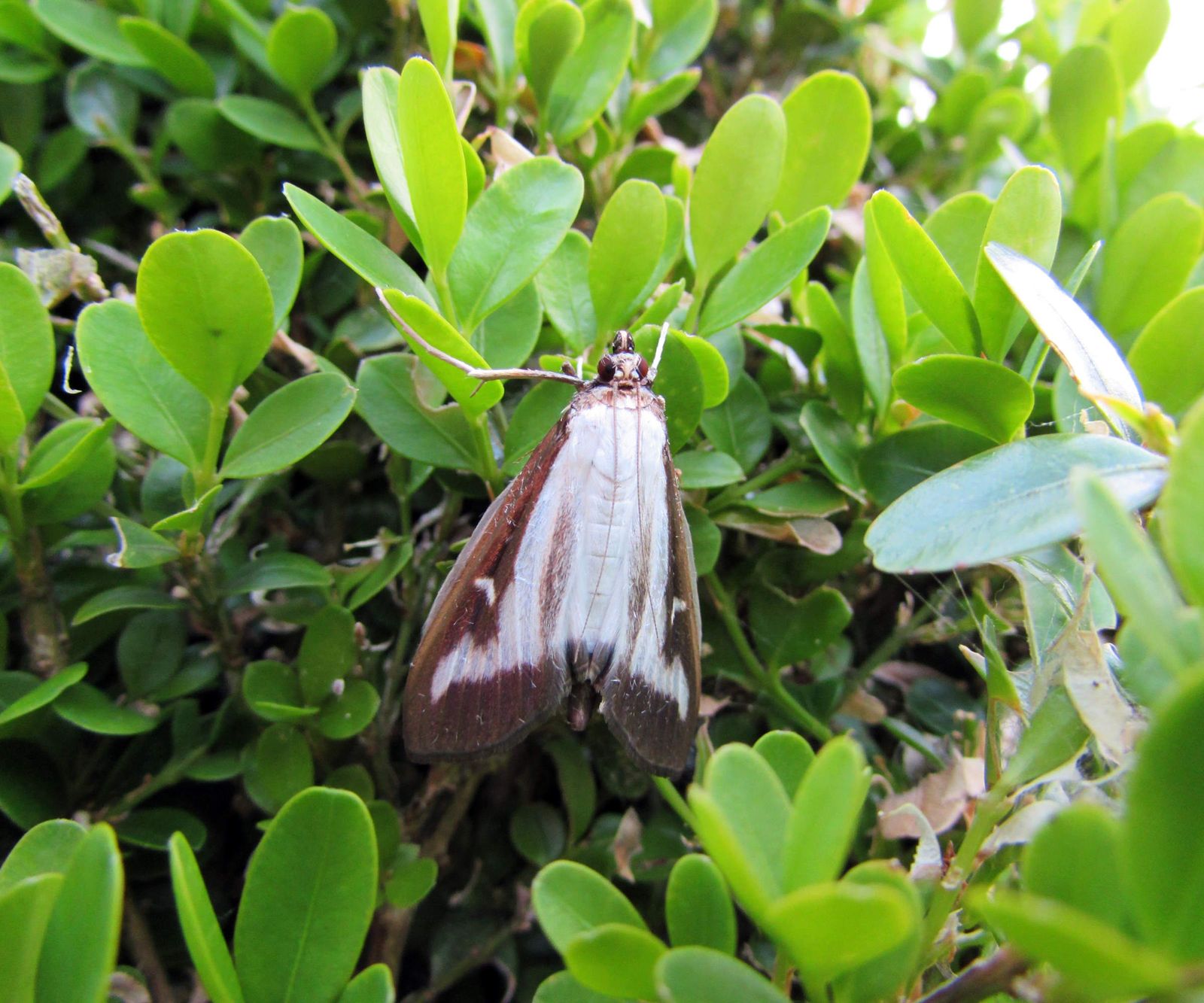 What is a box tree moth? Discover the damage they can cause | Homes and ...