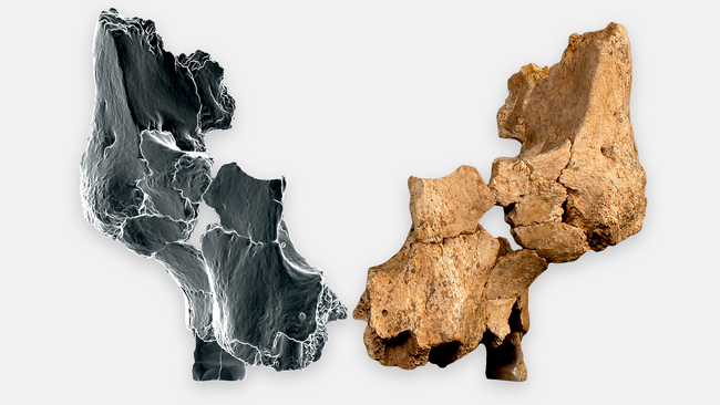 Human ancestors arrived in Western Europe much earlier than previously ...