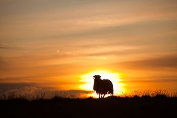The secret life of sheep — and how these supposedly dim animals show ...