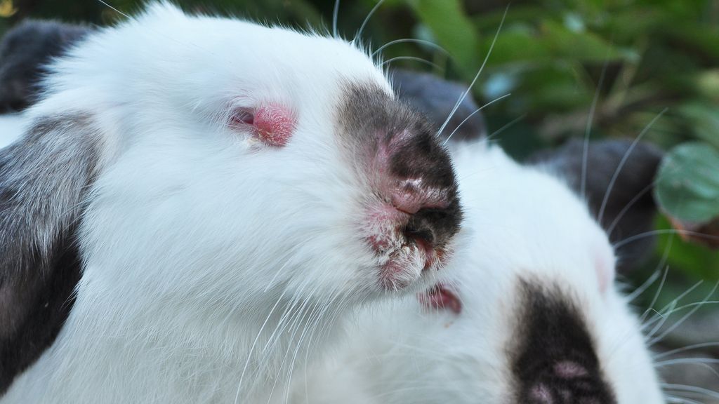 32 common illnesses rabbits can get | PetsRadar