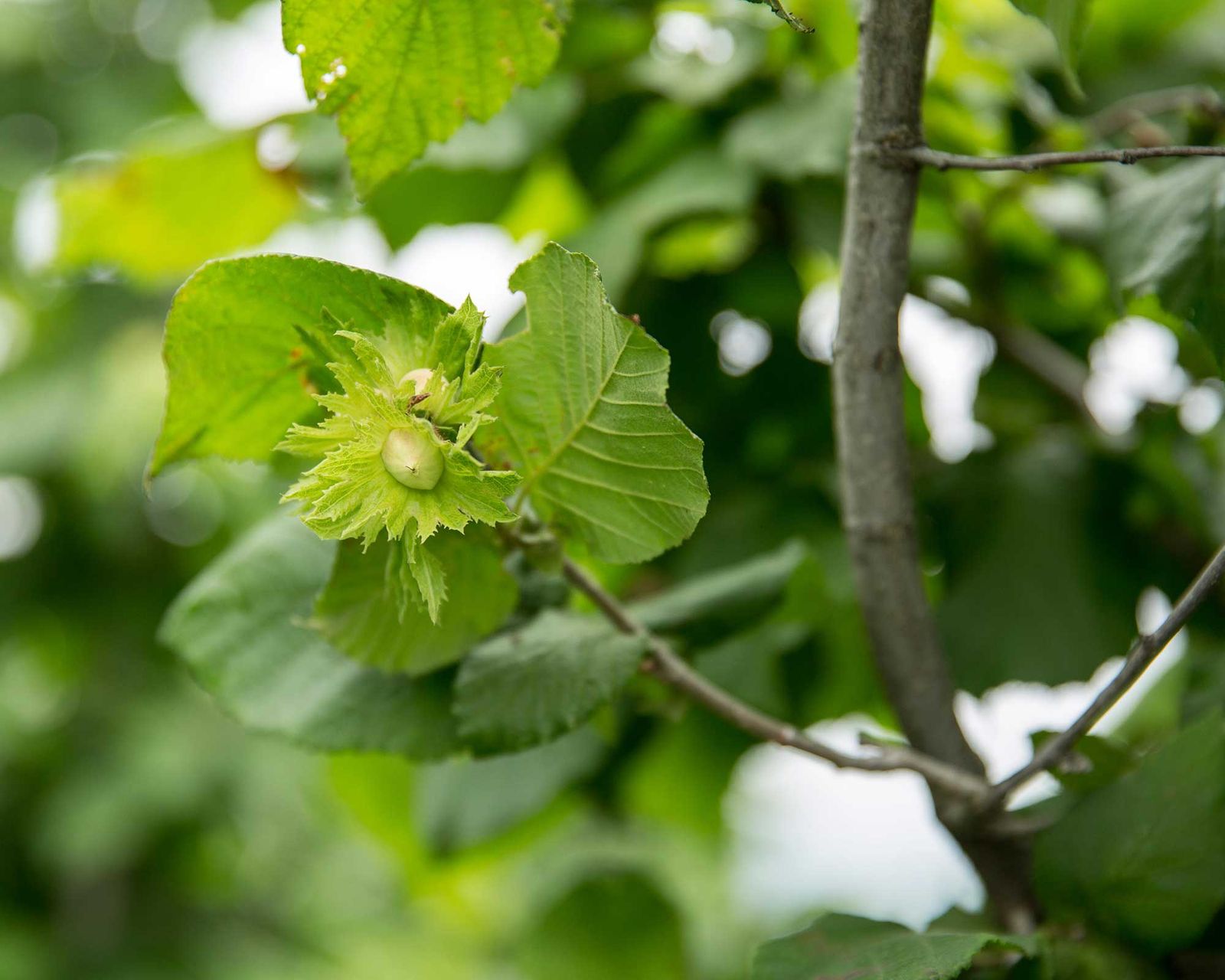 Hazelnut care and growing guide: top tips | Gardeningetc
