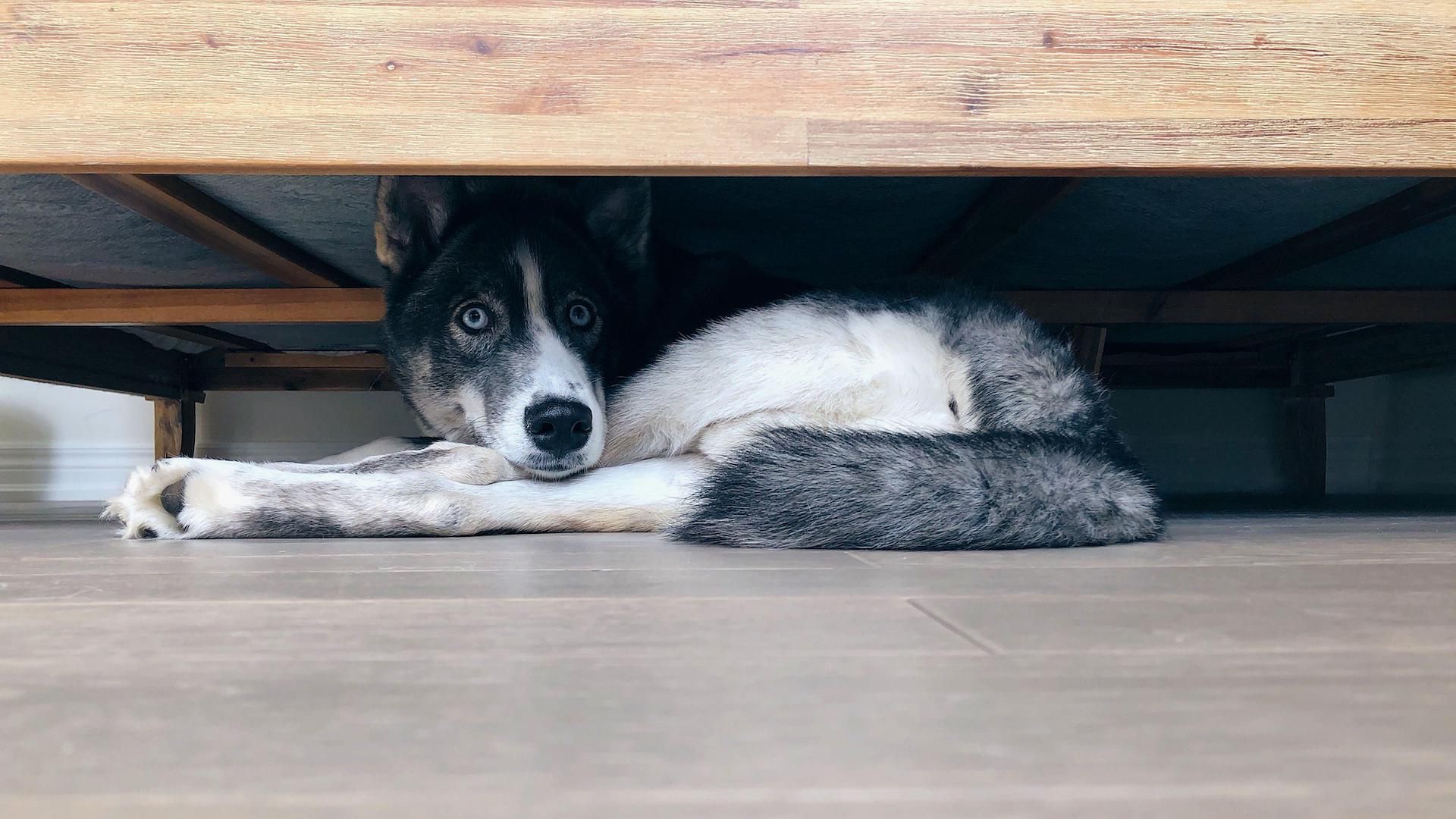 10 signs a dog is stressed | PetsRadar